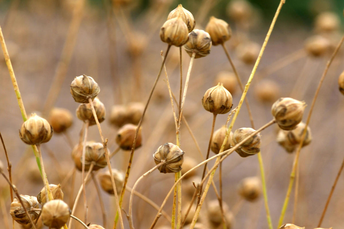 Flachs - Lexikon Nutzpflanzen - transgen.de