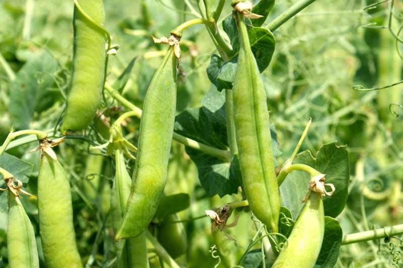 Erbse - Lexikon Nutzpflanzen - transgen.de