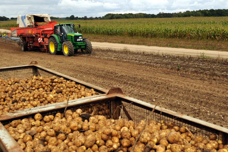 Die Industriestärke-Kartoffel Amflora: Langes Zulassungsverfahren ...