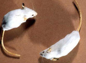 Tierzucht: Genome Editing ist die bessere Gentechnik - Gentechnik bei ...