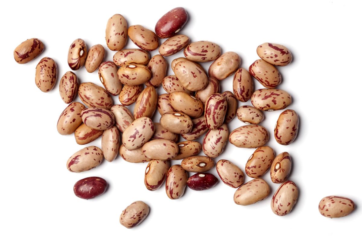 Gartenbohne | transGEN Datenbank - Pflanzen - transgen.de