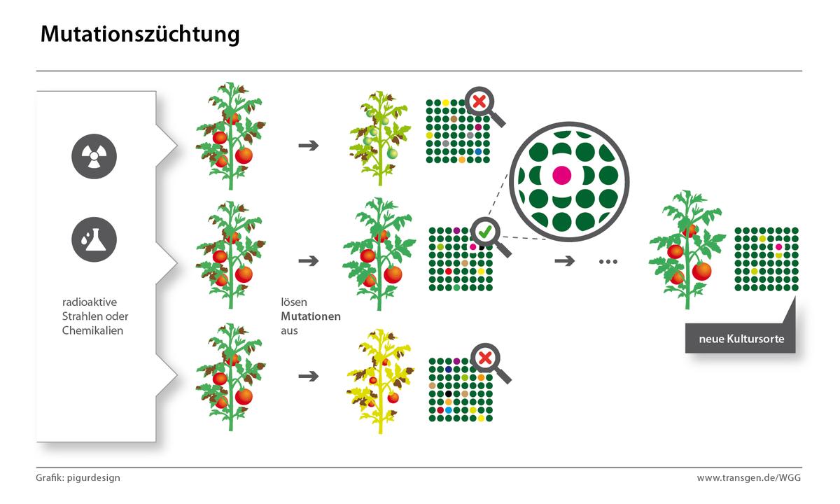 dominant/rezessiv - Lexikon - transgen.de