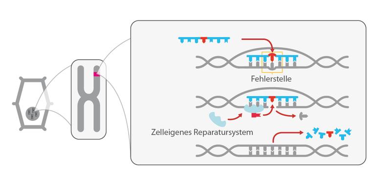 Oligonukleotid gerichtete Mutagenese (ODM) - Lexikon - transgen.de
