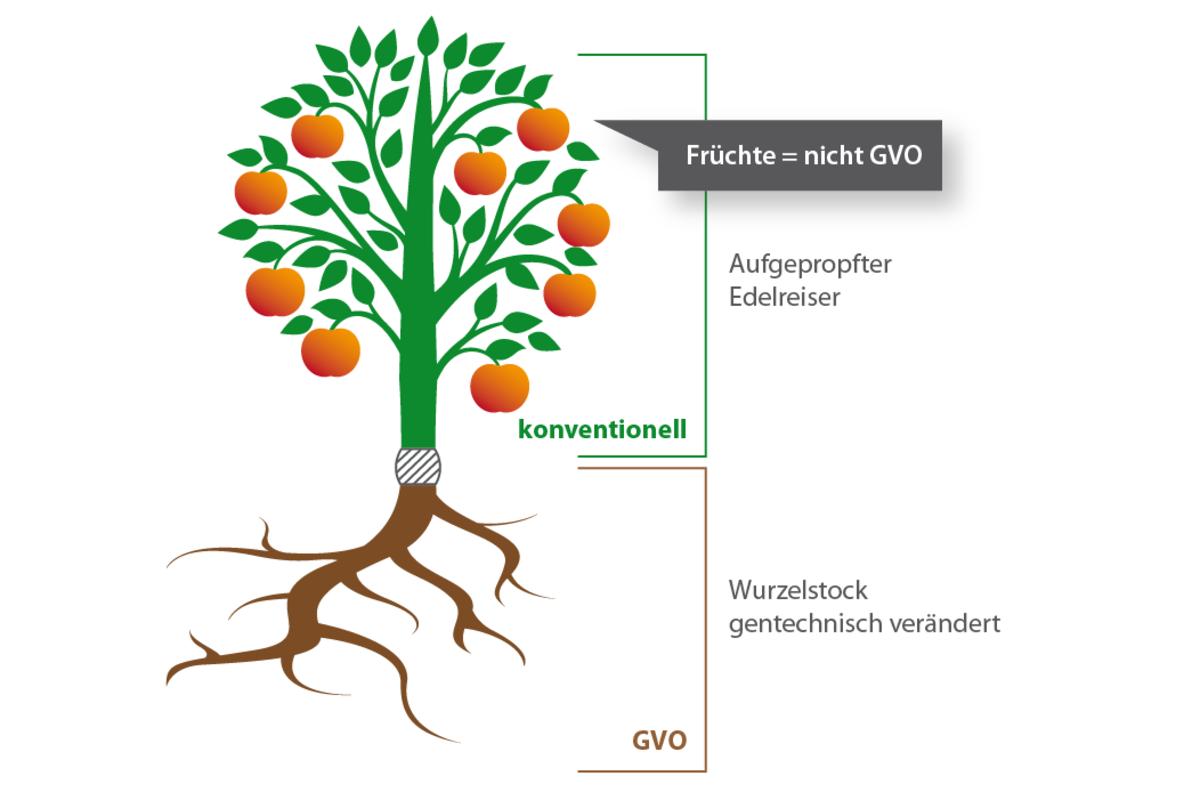 Pfropfen - Lexikon - transgen.de