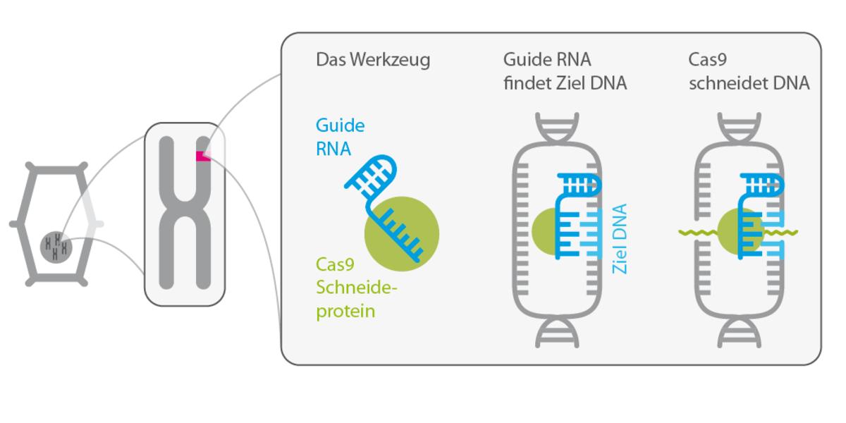 CRISPR/Cas-System - Lexikon - transgen.de