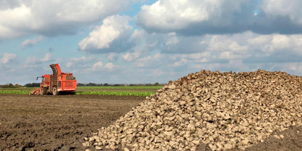 Zuckerrübe | transGEN Datenbank - Pflanzen - transgen.de