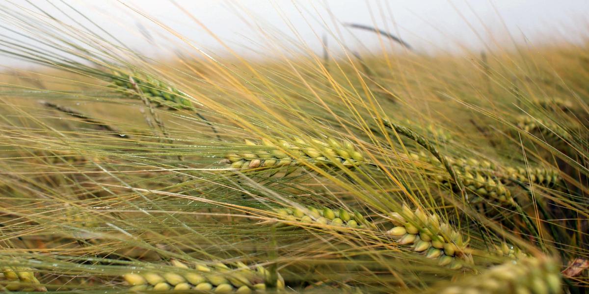 Gerste | transGEN Datenbank - Pflanzen - transgen.de