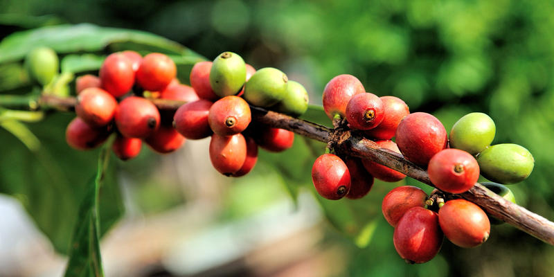 Kaffee - Lexikon Nutzpflanzen - transgen.de