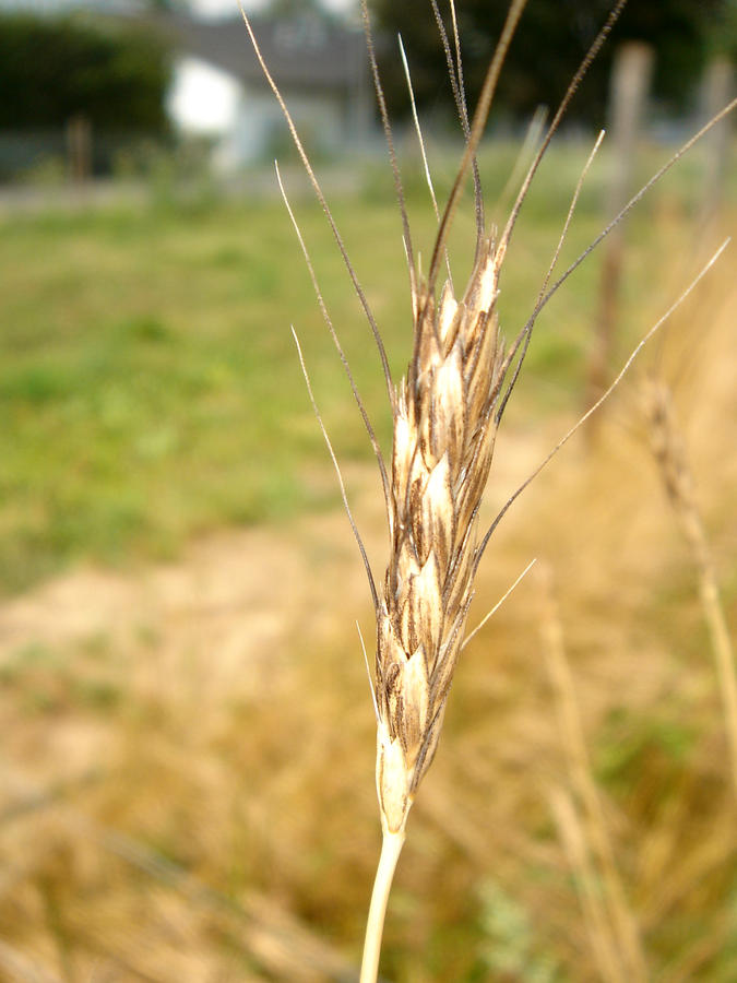 Weizen - Lexikon Nutzpflanzen - transgen.de