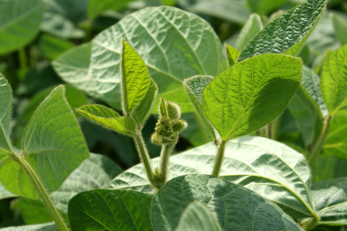 Neues Sojaöl auf dem Markt: Mit Genome Editing, aber „ohne Gentechnik ...