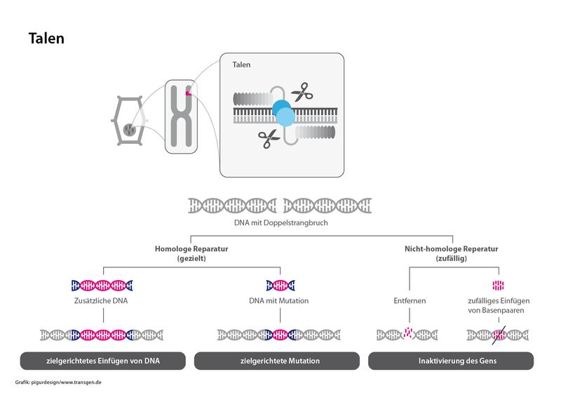CRISPR/Cas, TALEN, Zinkfinger, ODM: Wie die Genome Editing-Verfahren ...