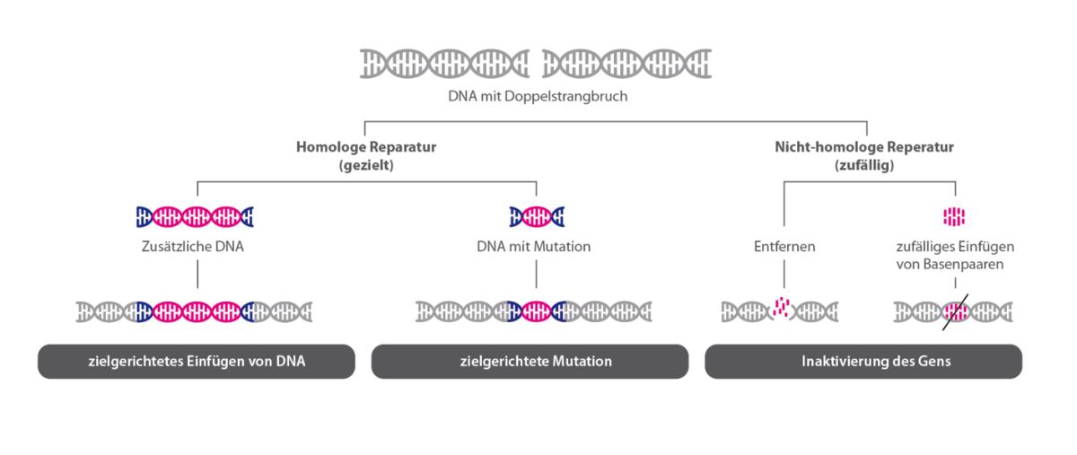 homologe Rekombination - Lexikon - transgen.de