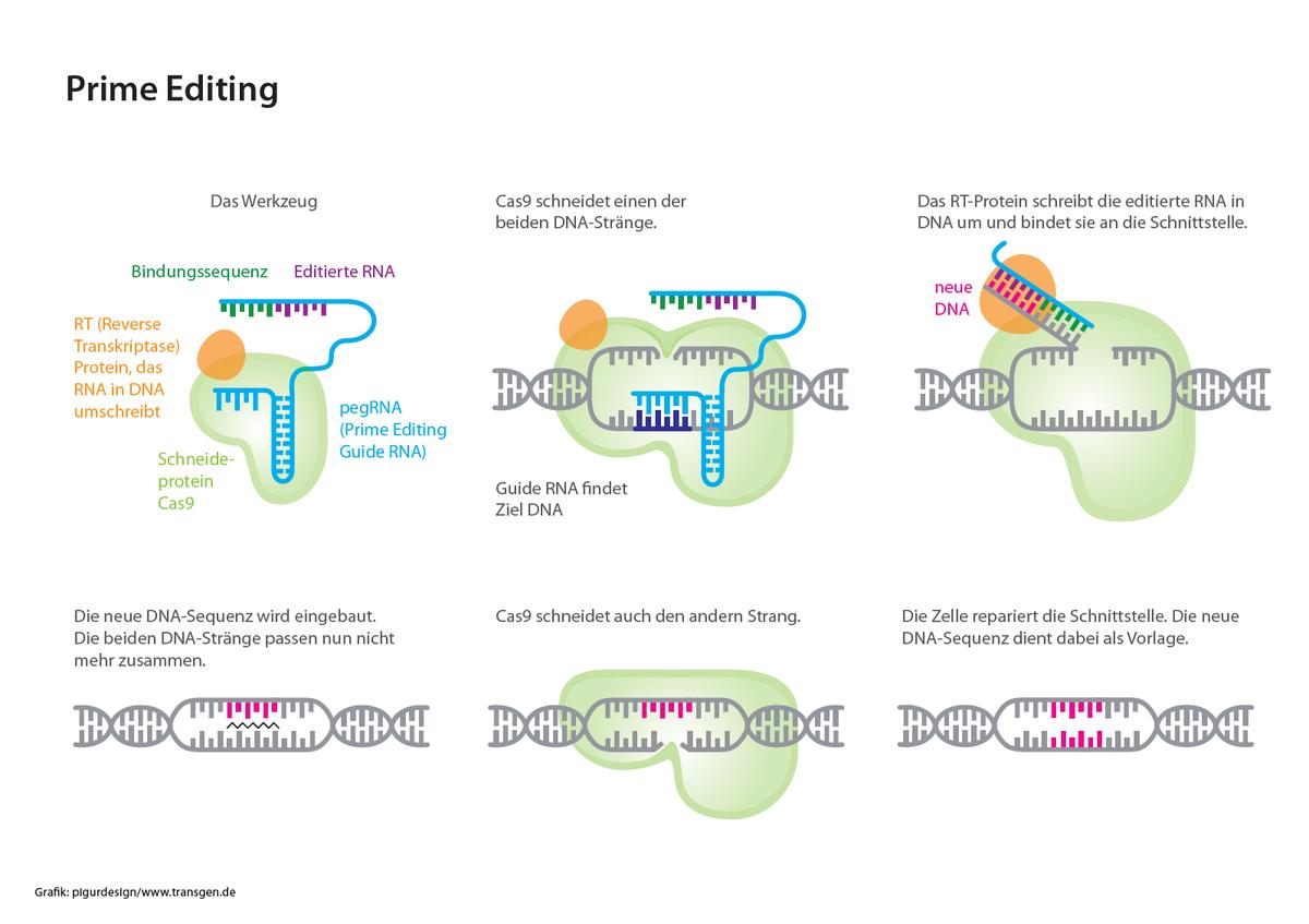 CRISPR/Cas, TALEN, Zinkfinger, ODM: Wie die Genome Editing-Verfahren ...