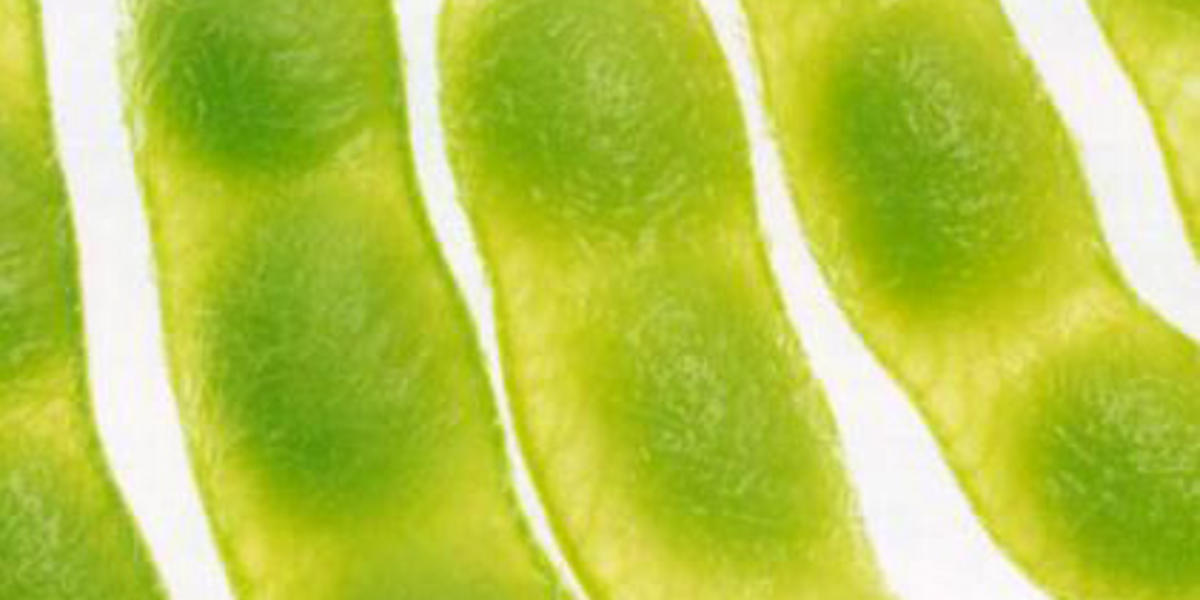 Mono- und Diglyceride E471 | transGEN Datenbank - Zusatzstoffe ...