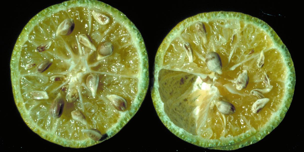 Citrus Greening: Die globale Orangenkrankheit - Forschung - transgen.de