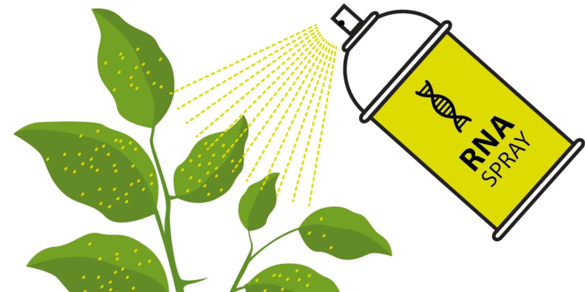 RNA-Sprays gegen Schädlinge – der biologische Pflanzenschutz der ...