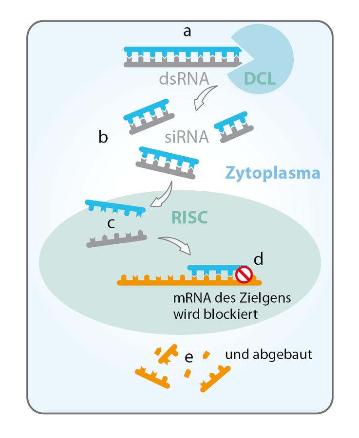 RNAi; RNA Interferenz - Lexikon - transgen.de