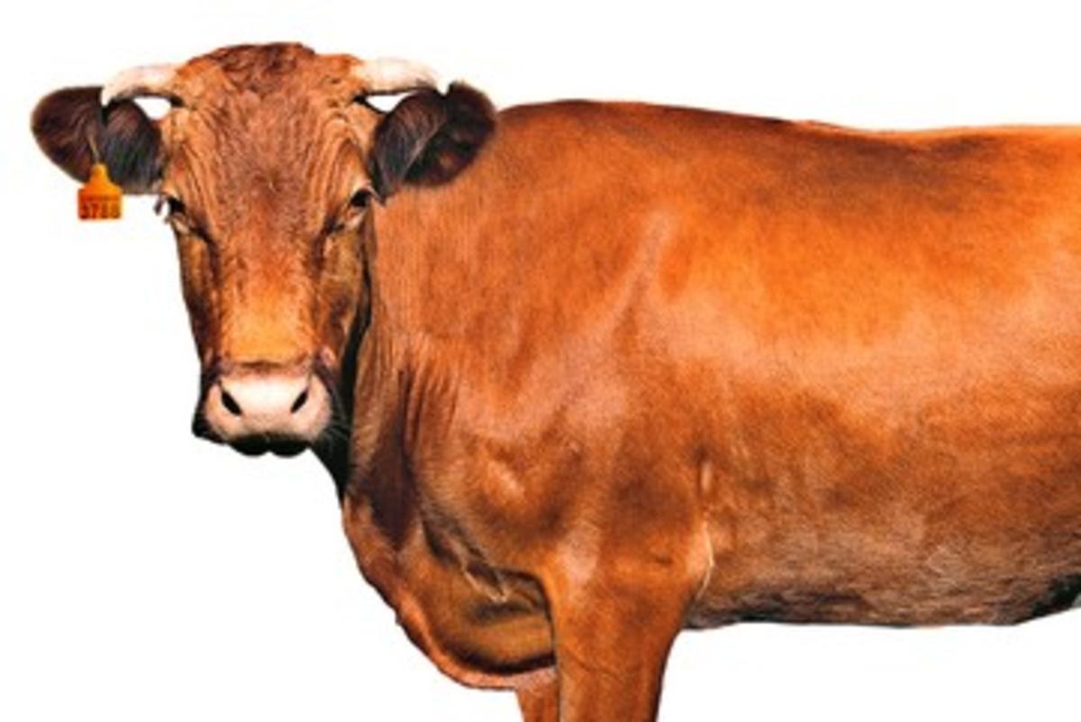 Gentechnik bei Tieren: Neuer Schub durch Genome Editing - Gentechnik ...