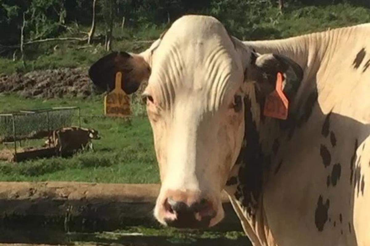 Nutztiere: Gentechnik ist passé, aber neuer Schub durch Genome Editing ...