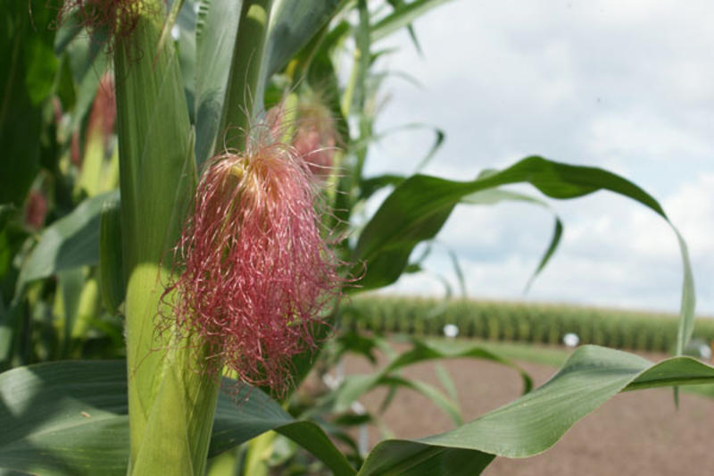 Mais - Lexikon Nutzpflanzen - transgen.de