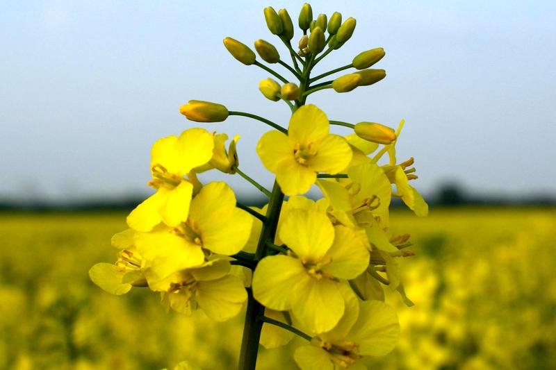 Raps - Lexikon Nutzpflanzen - transgen.de