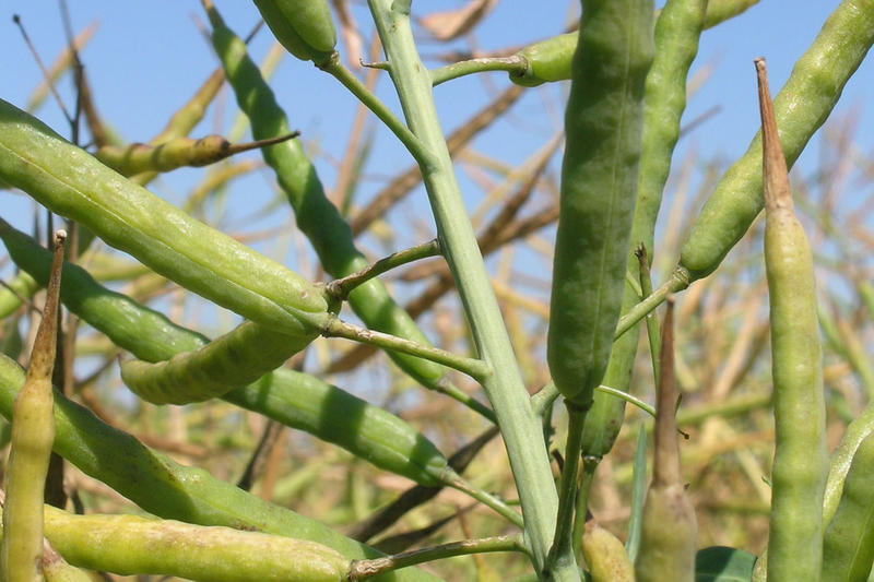 Raps - Lexikon Nutzpflanzen - transgen.de