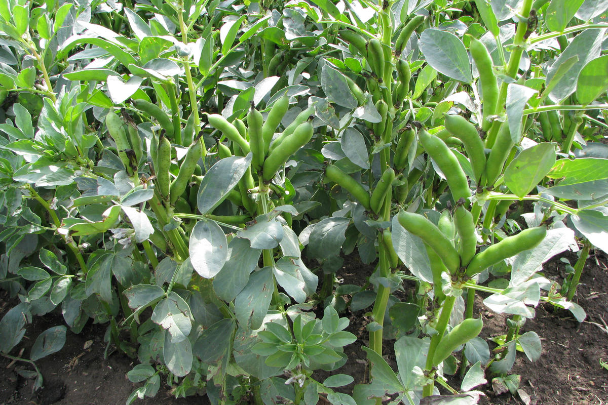 Ackerbohne - Lexikon Nutzpflanzen - transgen.de