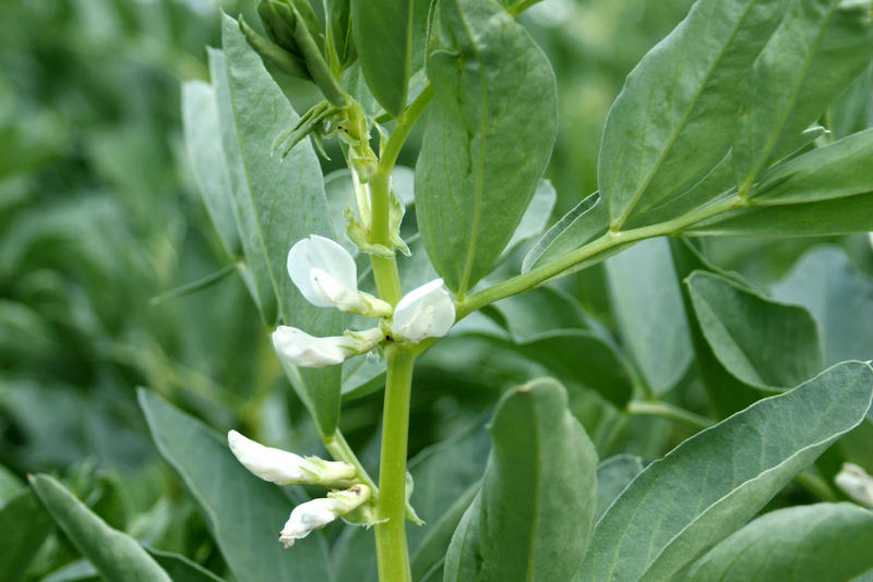 Ackerbohne - Lexikon Nutzpflanzen - transgen.de