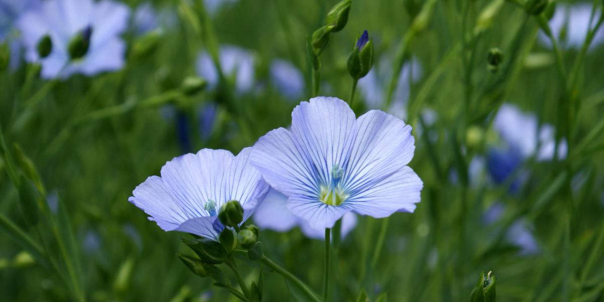 Flachs - Lexikon Nutzpflanzen - transgen.de