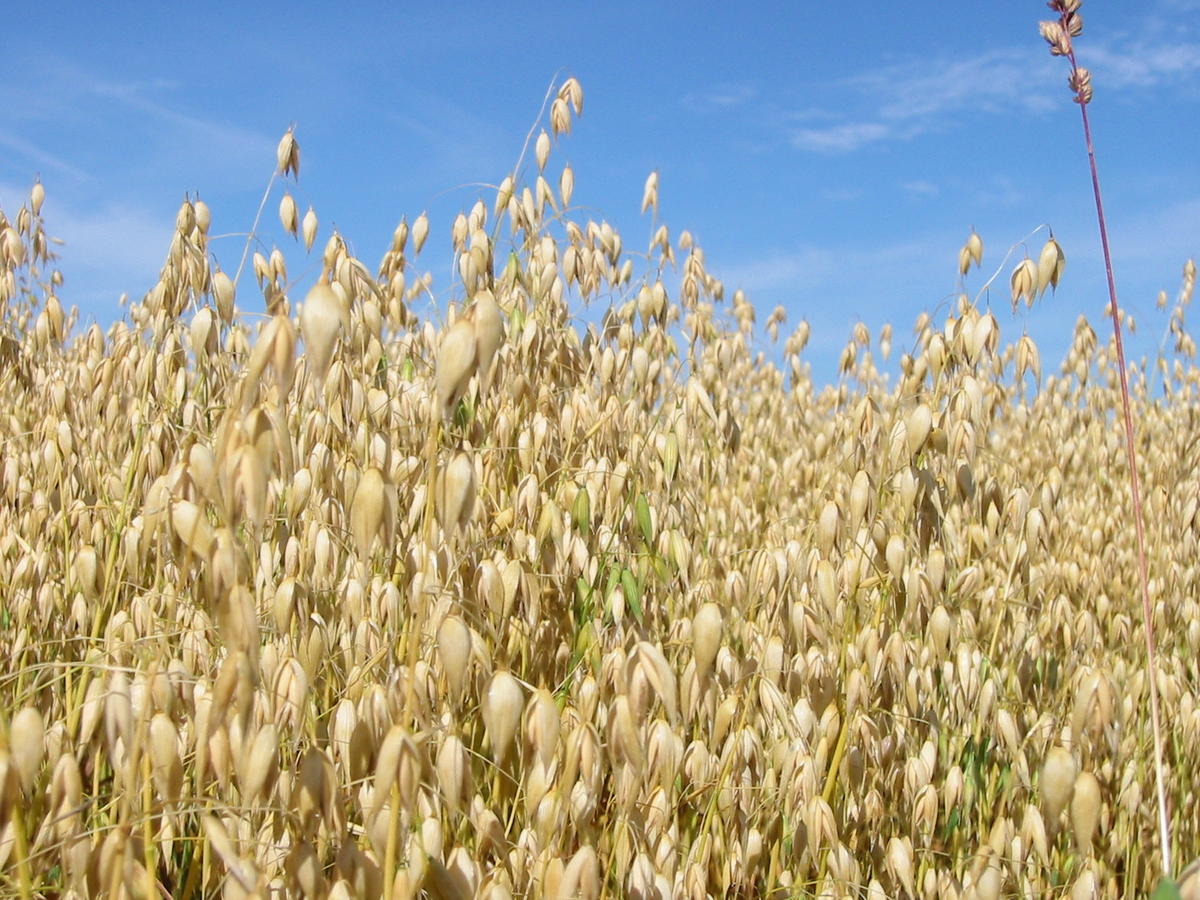 Hafer - Lexikon Nutzpflanzen - transgen.de