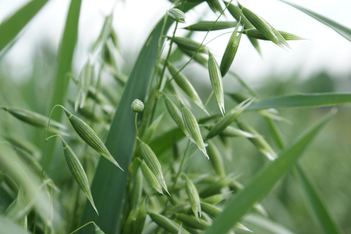 Hafer - Lexikon Nutzpflanzen - transgen.de