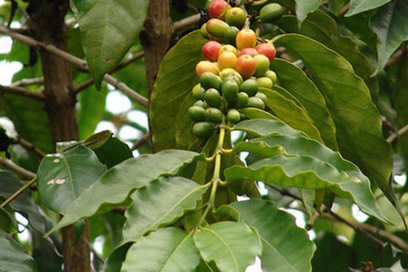 Kaffee - Lexikon Nutzpflanzen - transgen.de