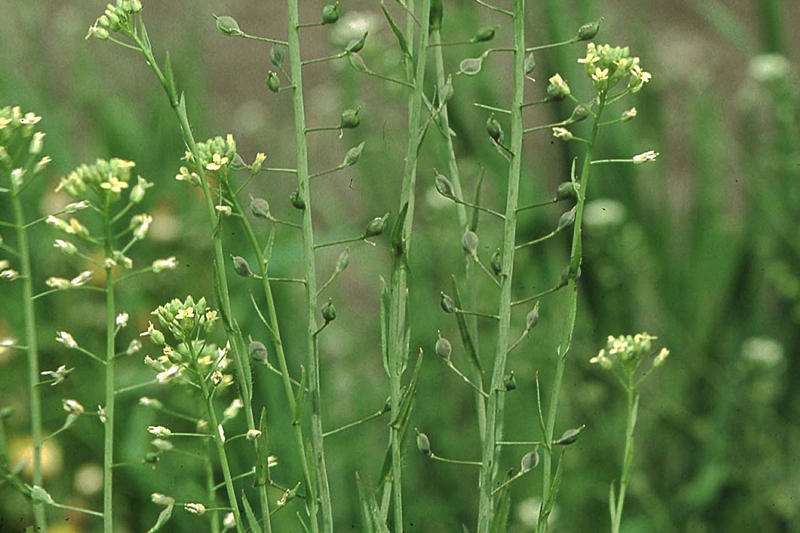 Растение Рыжей Фото – Telegraph