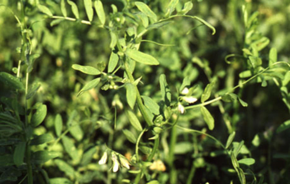 Linse - Lexikon Nutzpflanzen - transgen.de