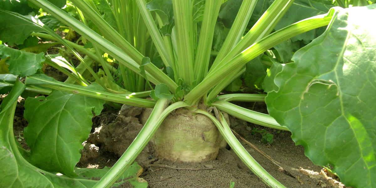 Zuckerrübe - Lexikon Nutzpflanzen - transgen.de