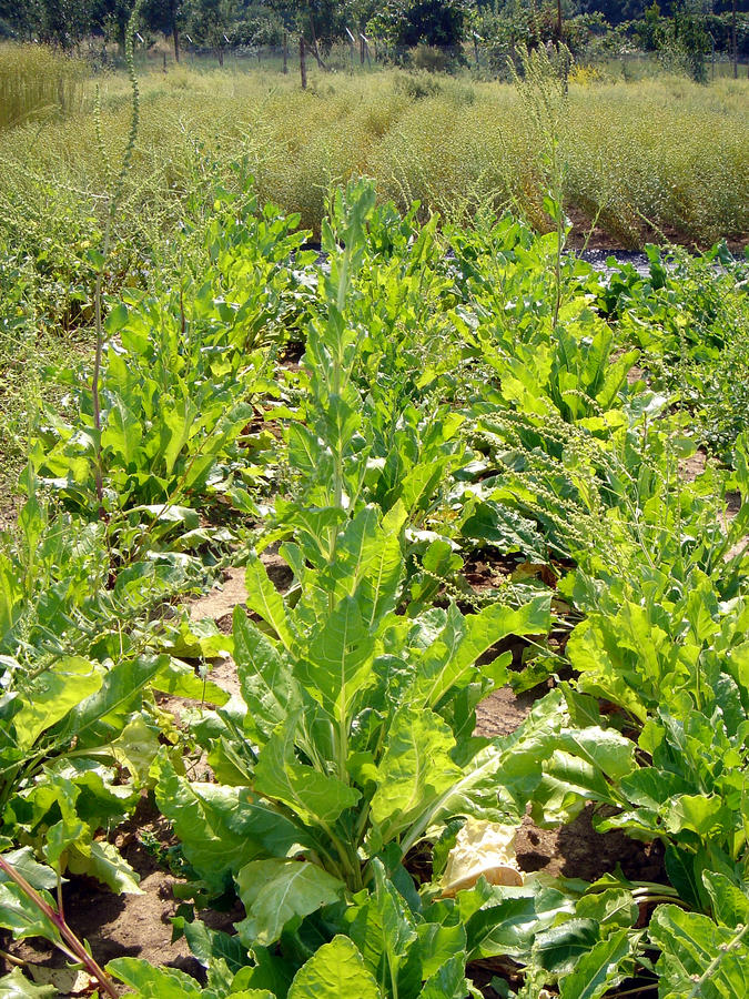 Zuckerrübe - Lexikon Nutzpflanzen - transgen.de