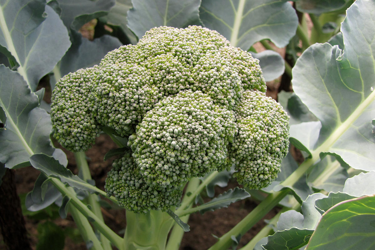 Broccoli - Lexikon Nutzpflanzen - transgen.de