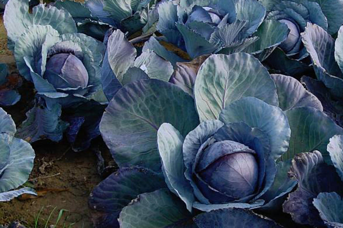 Kopfkohl - Lexikon Nutzpflanzen - transgen.de